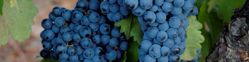 Tempranillo | Weinberatung & Weinshop